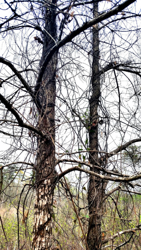 Braiding a Natural Vine Wreath: Tips and Care – Curi-Oh!