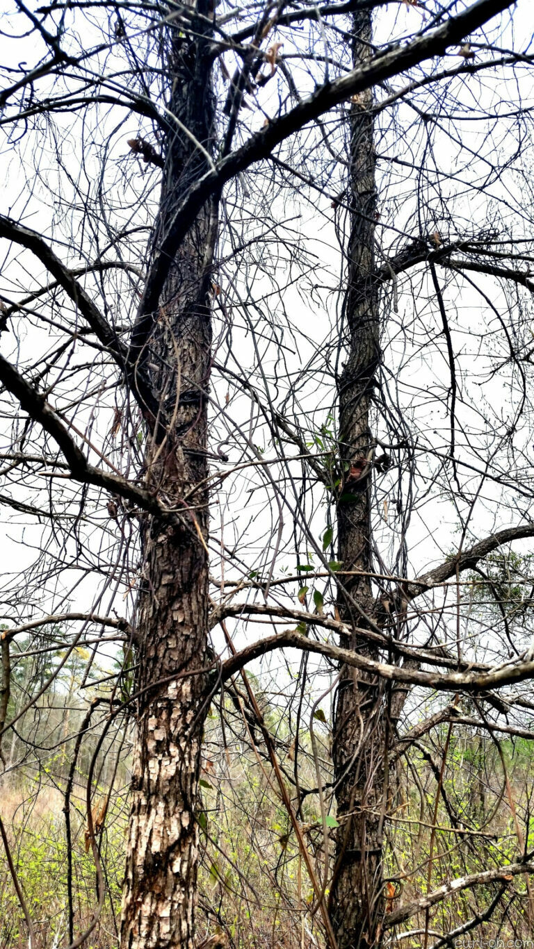 Braiding a Natural Vine Wreath: Tips and Care – Curi-Oh!